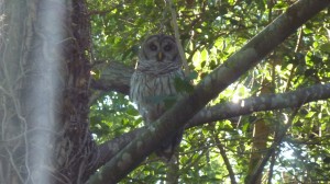 How to estimate distance using your finger | Outdoor Herbivore Blog