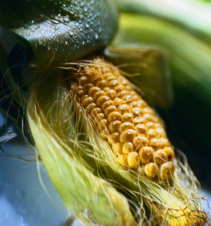 America – Corn Fed & Bred | Outdoor Herbivore Blog