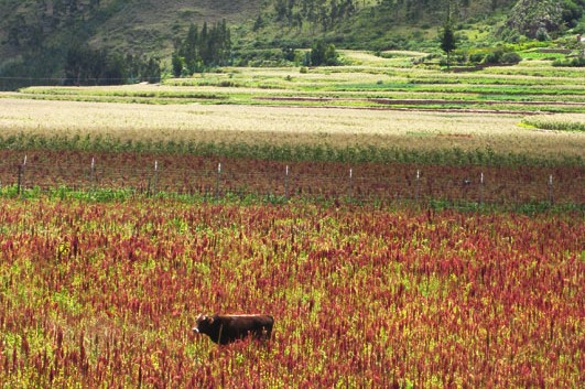 The Merits of Quinoa as a Backpacking Food | Outdoor Herbivore Blog