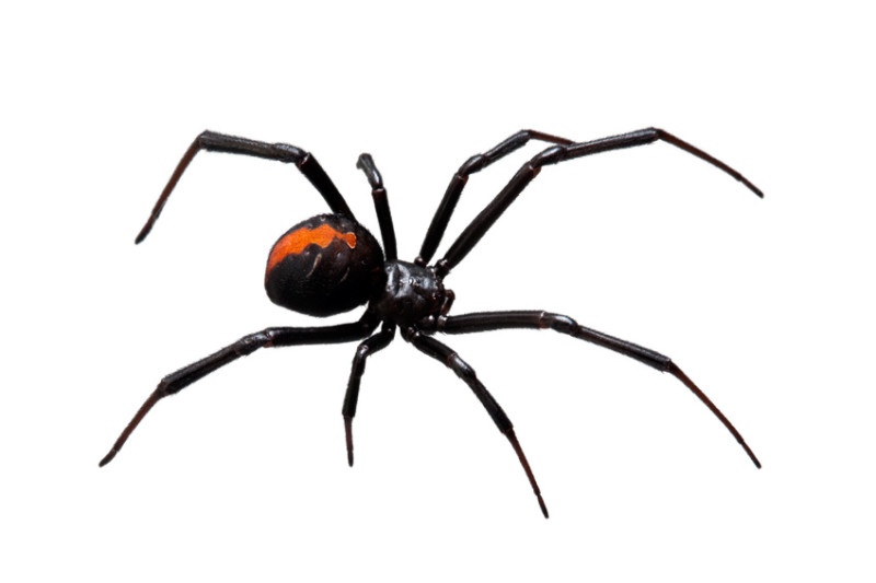 Know how to identify these common spiders | Outdoor Herbivore Blog