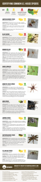 Know how to identify these common spiders | Outdoor Herbivore Blog