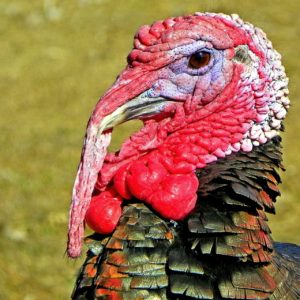 Turkey Talk and Thanking a Vegetarian this Thanksgiving | Outdoor ...