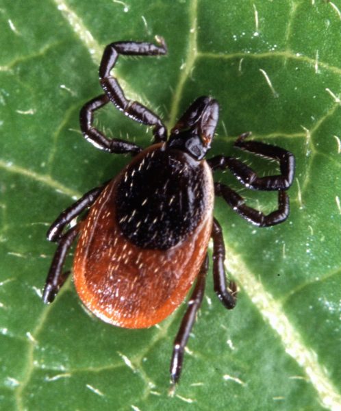 What you need to know about Blacklegged Ticks and Lyme Disease ...
