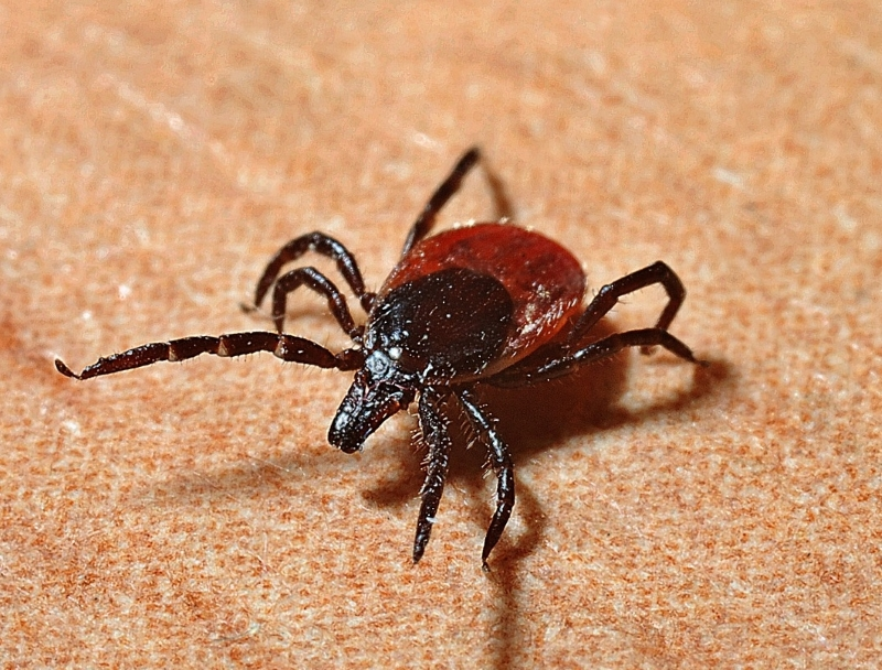 What you need to know about Blacklegged Ticks and Lyme Disease ...