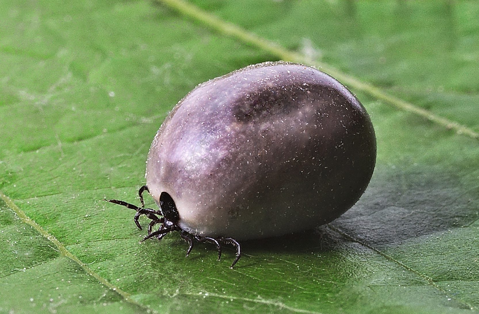 engorged_tick | Outdoor Herbivore Blog