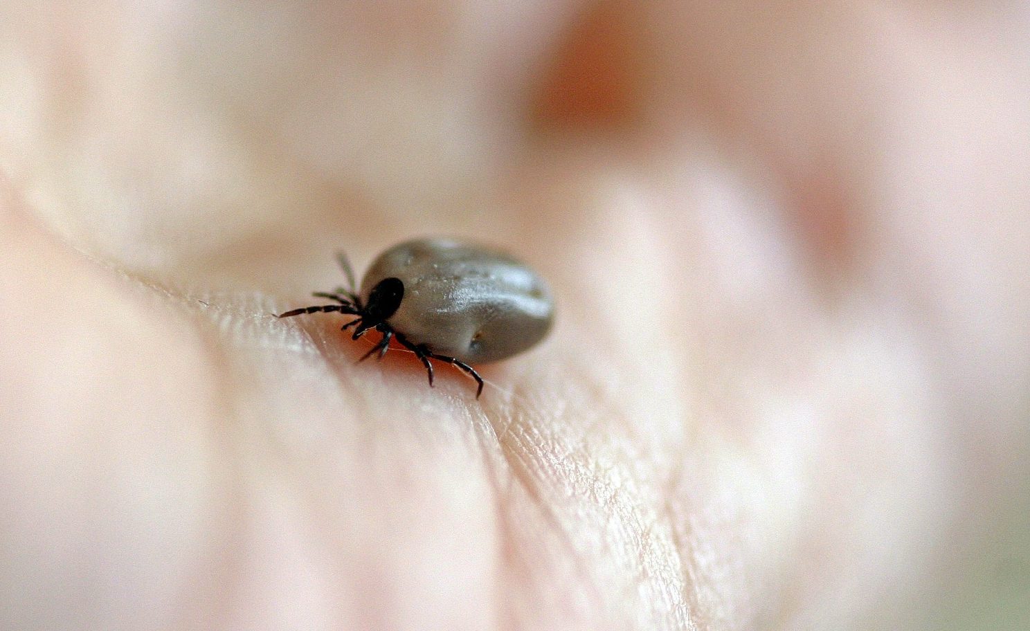 tick-engorged | Outdoor Herbivore Blog