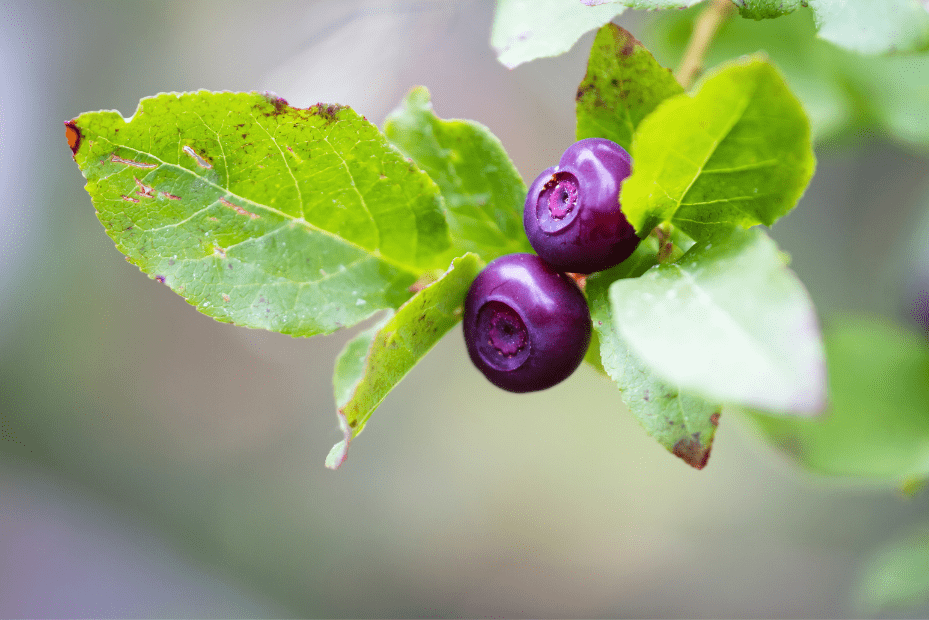 Identifying Edible Berries on U.S. Hiking Trails | Outdoor Herbivore Blog