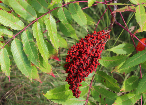 Berry Edibility Tips | Outdoor Herbivore Blog