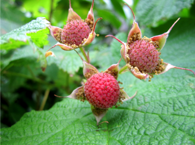 Identifying Edible Berries on U.S. Hiking Trails | Outdoor Herbivore Blog