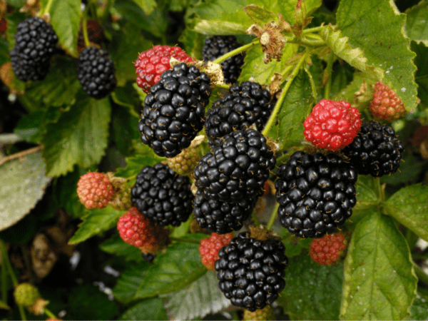 Identifying Edible Berries on U.S. Hiking Trails | Outdoor Herbivore Blog