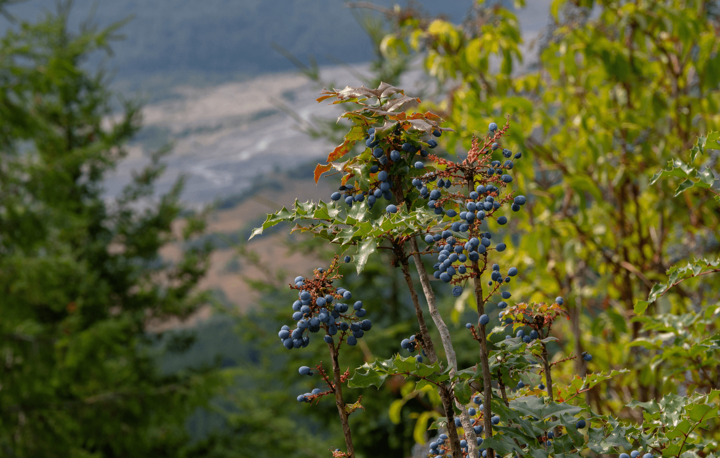 wild blueberries | Outdoor Herbivore Blog